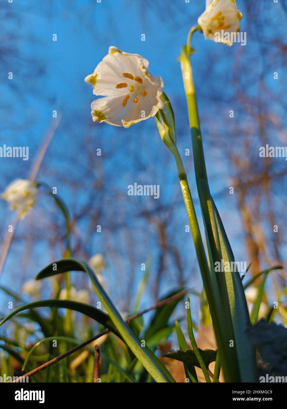 spring snowflake wildflowers in a forest in march Stock Photo - Alamy