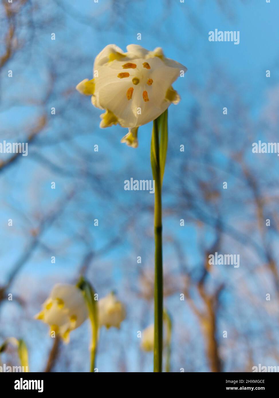 spring snowflake wildflowers in a forest in march Stock Photo - Alamy