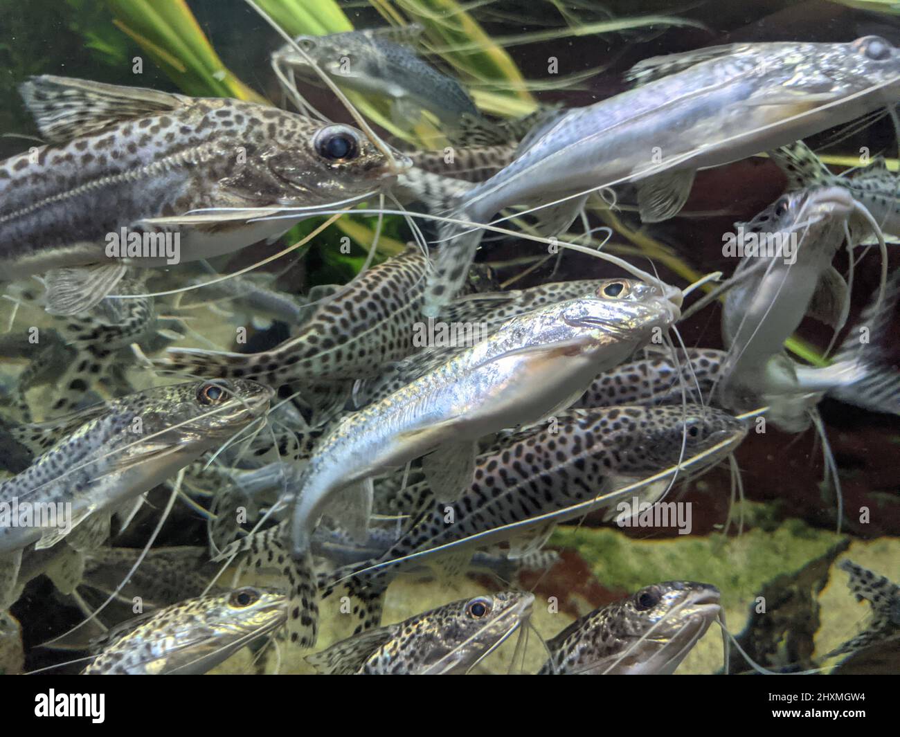 Various Fish Inside of Aquarium Stock Photo - Alamy