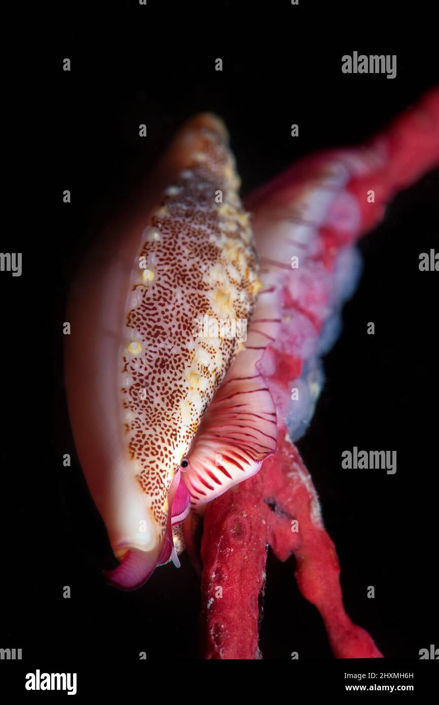 Simnia spelta sea snail laying eggs on Leptogorgia sarmentosa gorgonian ...