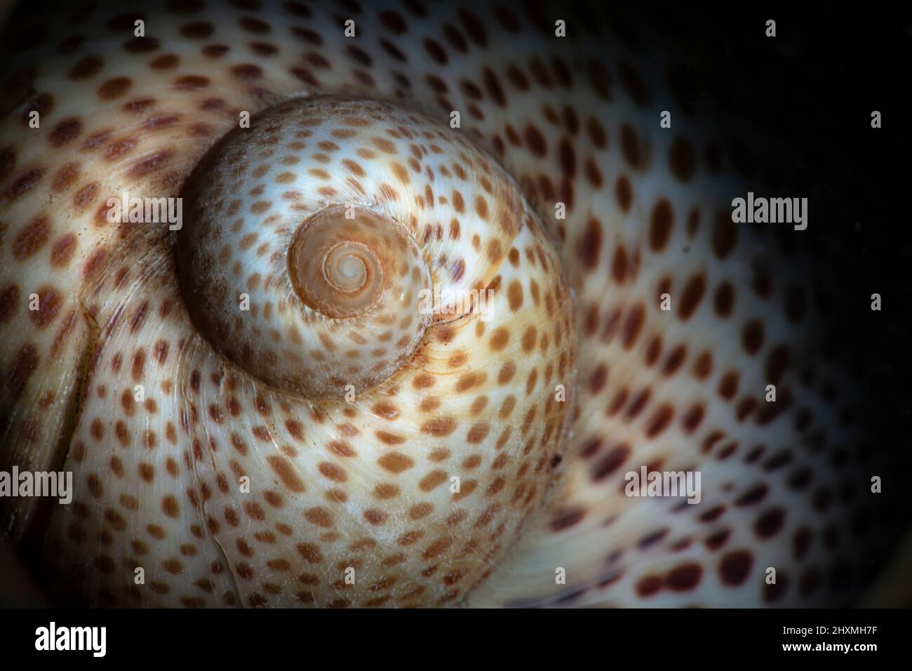 Moon snail hi-res stock photography and images - Alamy