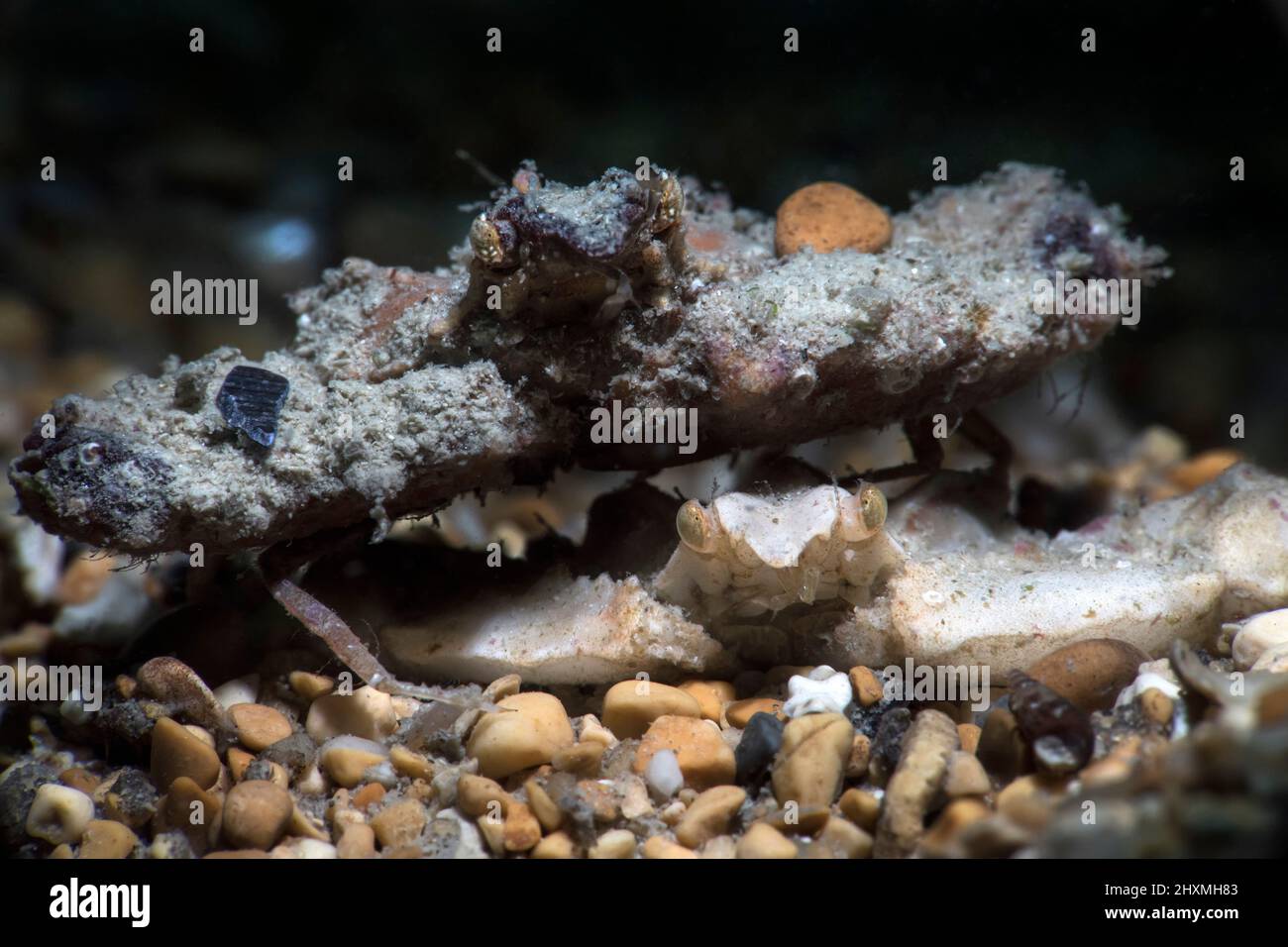 Longarmed crab hi-res stock photography and images - Alamy