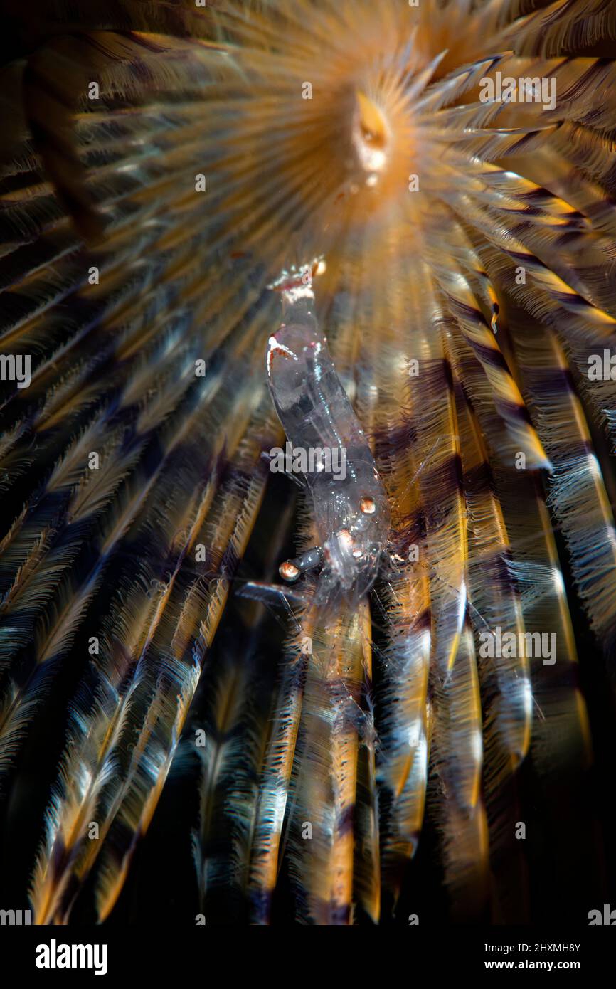 Periclimenes scriptus shrimp on a Sabella spallanzanii fan worm, Numana, Italy Stock Photo - Alamy