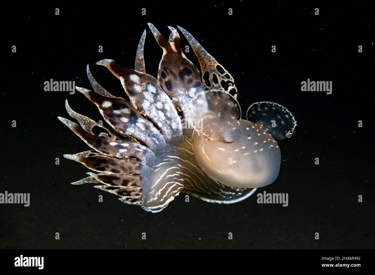 Opistobranco hi-res stock photography and images - Alamy