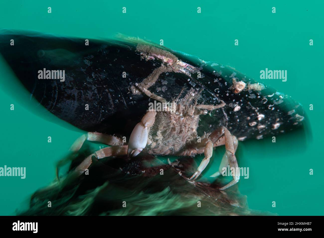 Ethusa mascarone crab bringing mussel shell, Numana, Italy Stock Photo ...