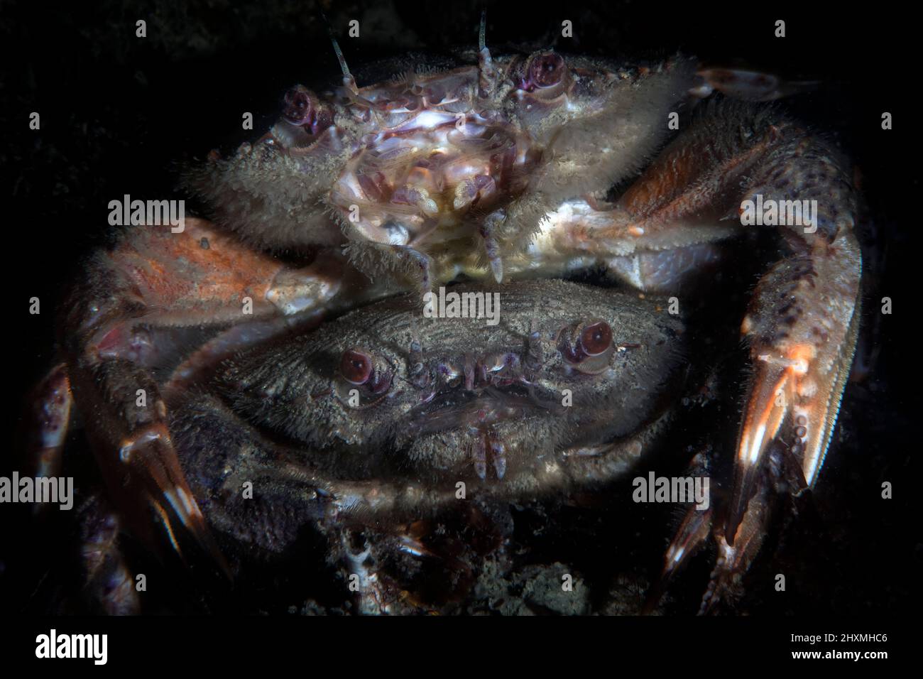 Wrinkled swimming crab couple mating, Numana, Italy Stock Photo - Alamy