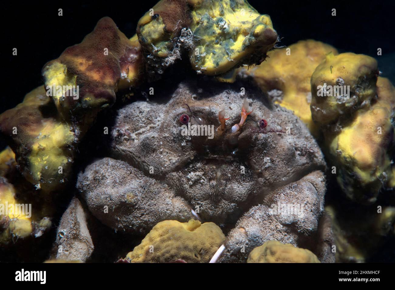 Sponge crab dromia personata hi-res stock photography and images - Alamy