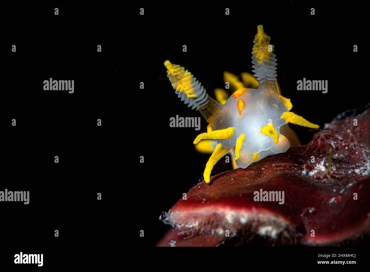 Polycera quadrilineata nudibranch, Numana, Italy Stock Photo - Alamy