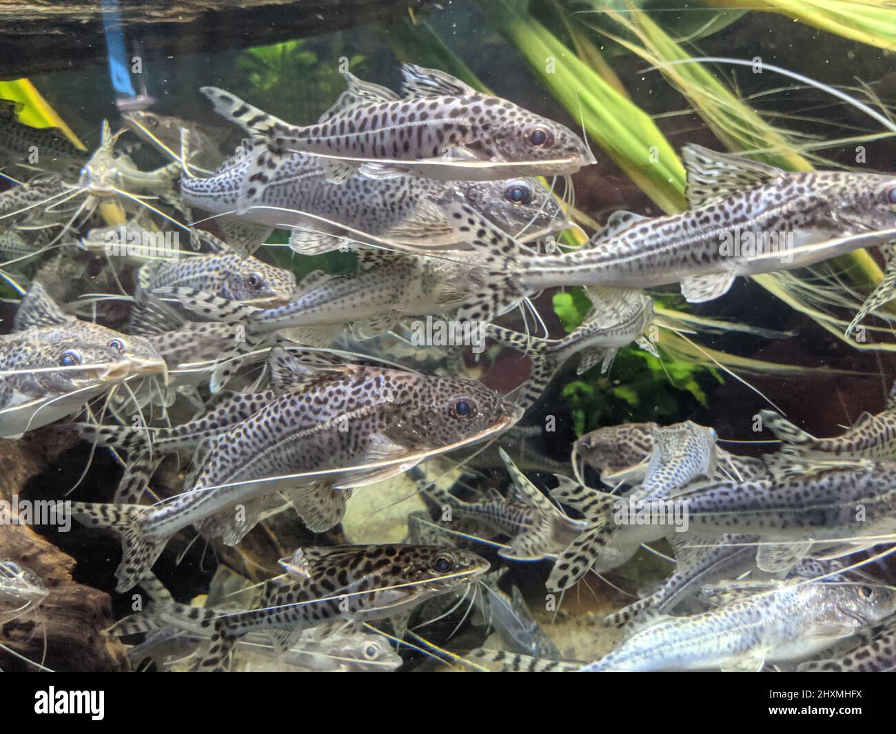 Various Fish Inside of Aquarium Stock Photo - Alamy