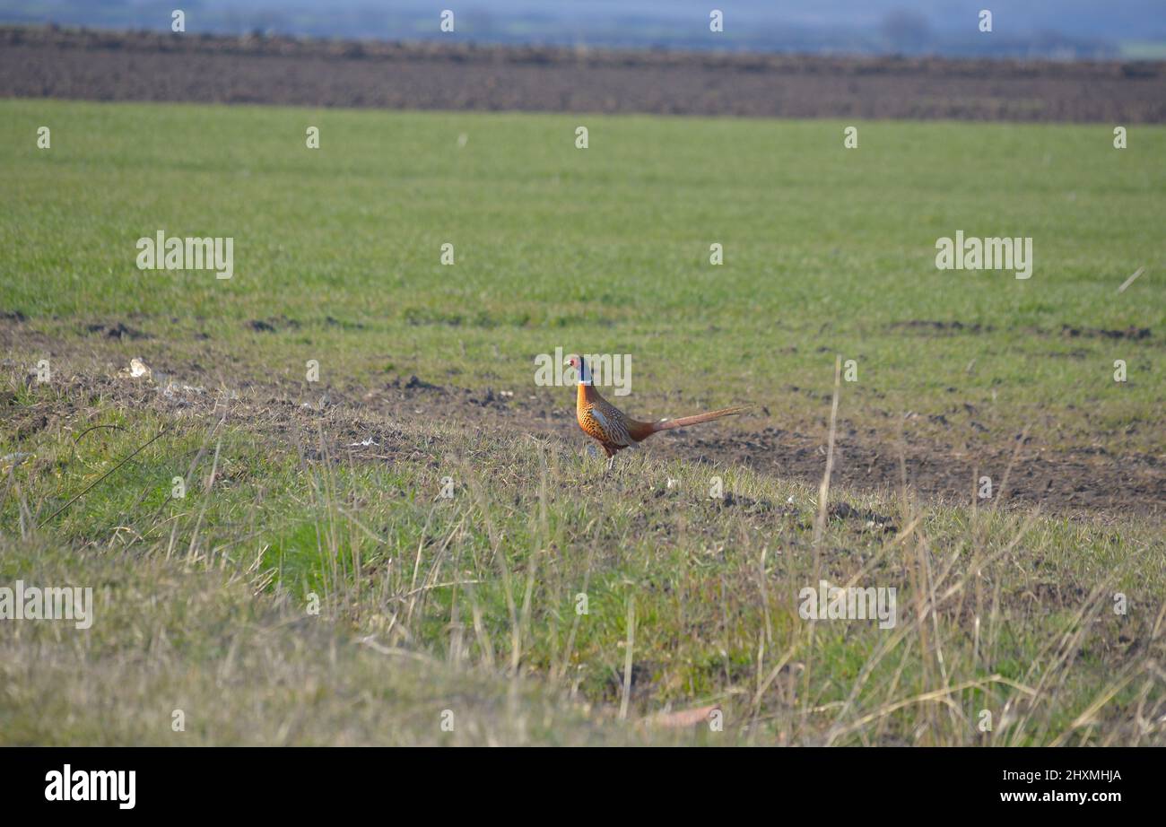 Hen pheasant in flight hi-res stock photography and images - Alamy