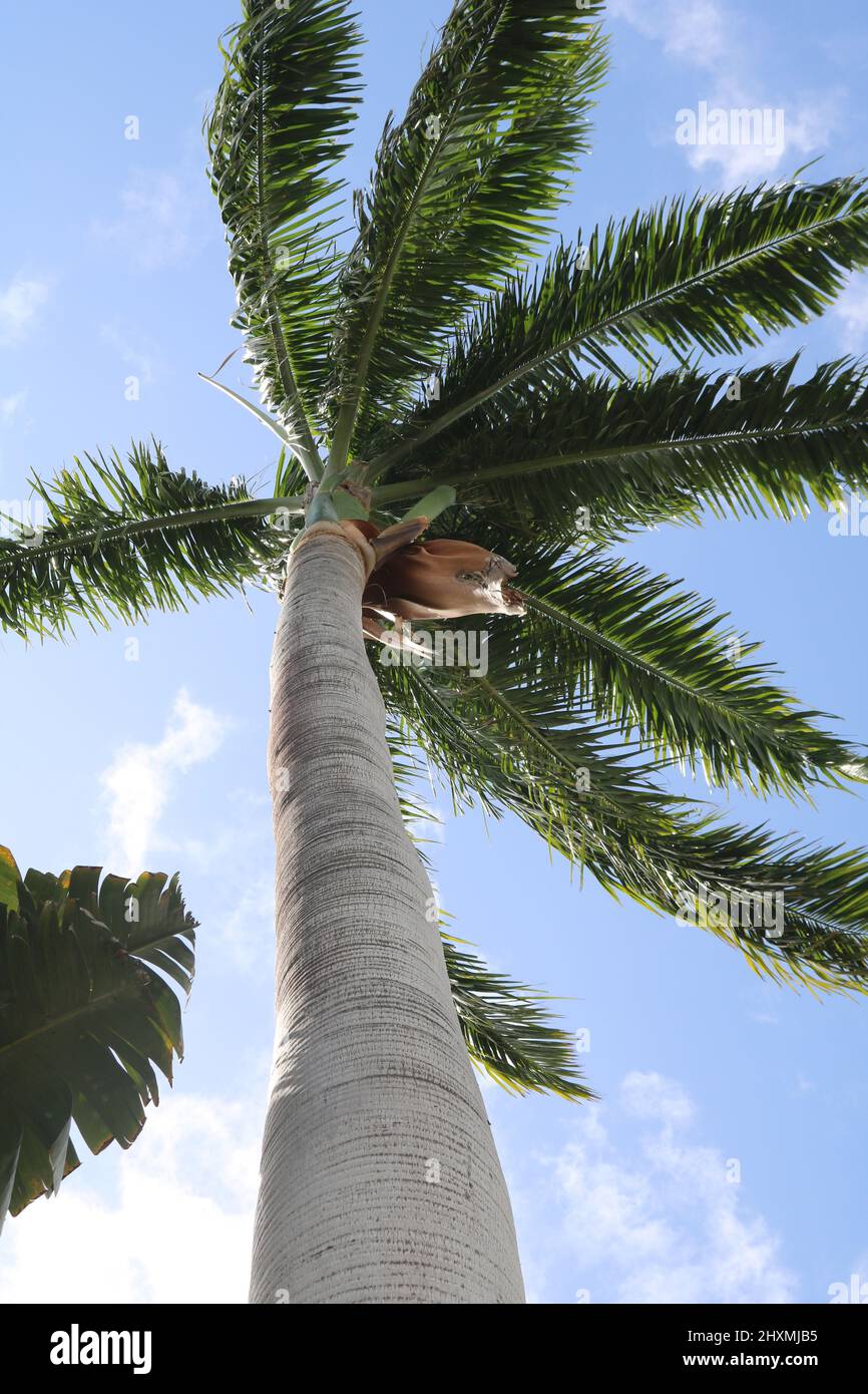 The Royal Palm in Nelson’s Dockyard planted by Queen Elizabeth in 1966 ...