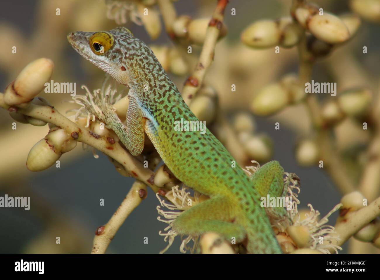 Anolis leachii, the Antigua Bank tree anole, or panther anole, is a ...