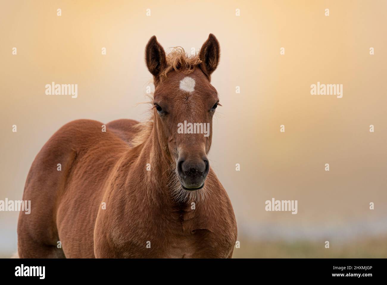 Galician Garrano Horse in Extinction Stock Photo - Alamy
