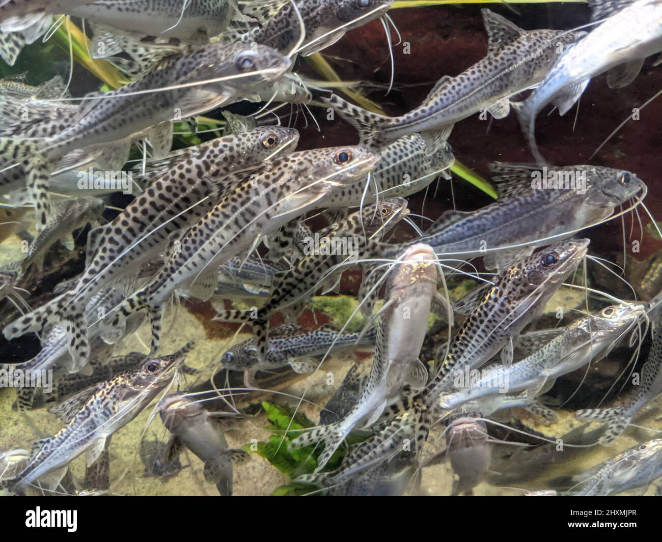 Various Fish Inside of Aquarium Stock Photo - Alamy