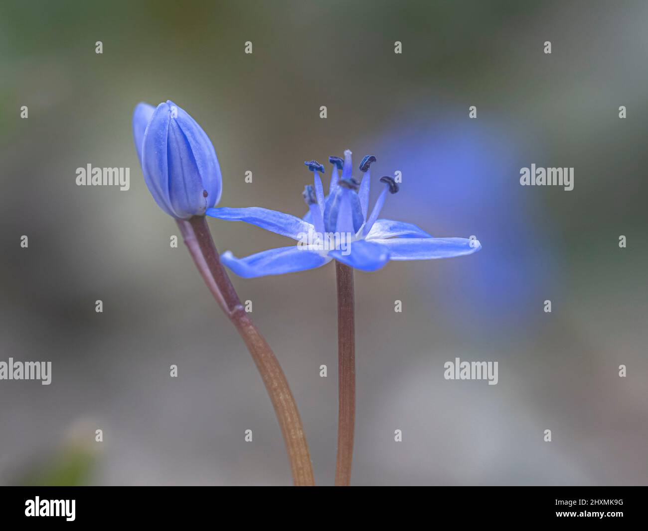 Blue squill flower closeup hi-res stock photography and images - Alamy