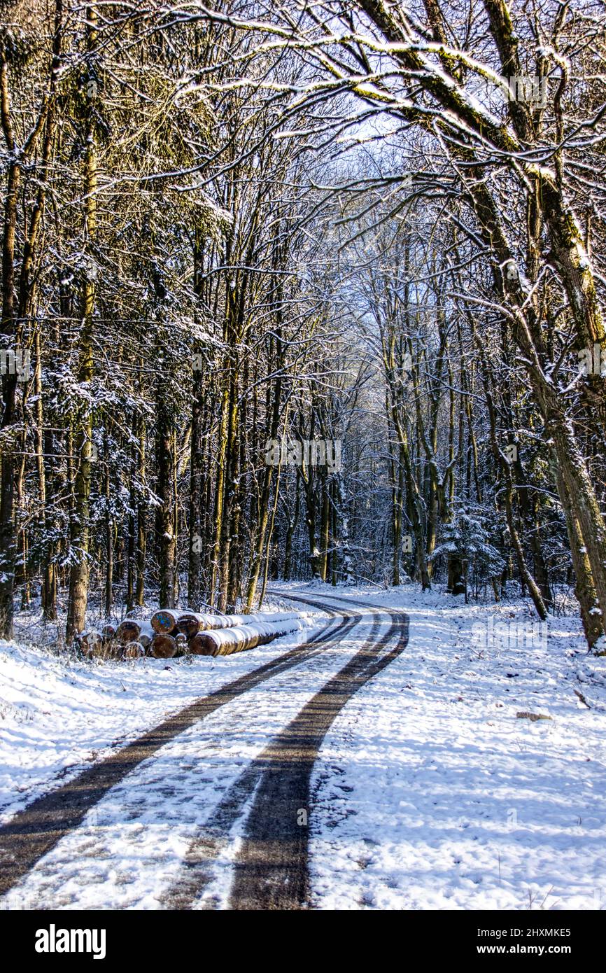 The magical world of the forest in colorful colors / Hiking in nature ...