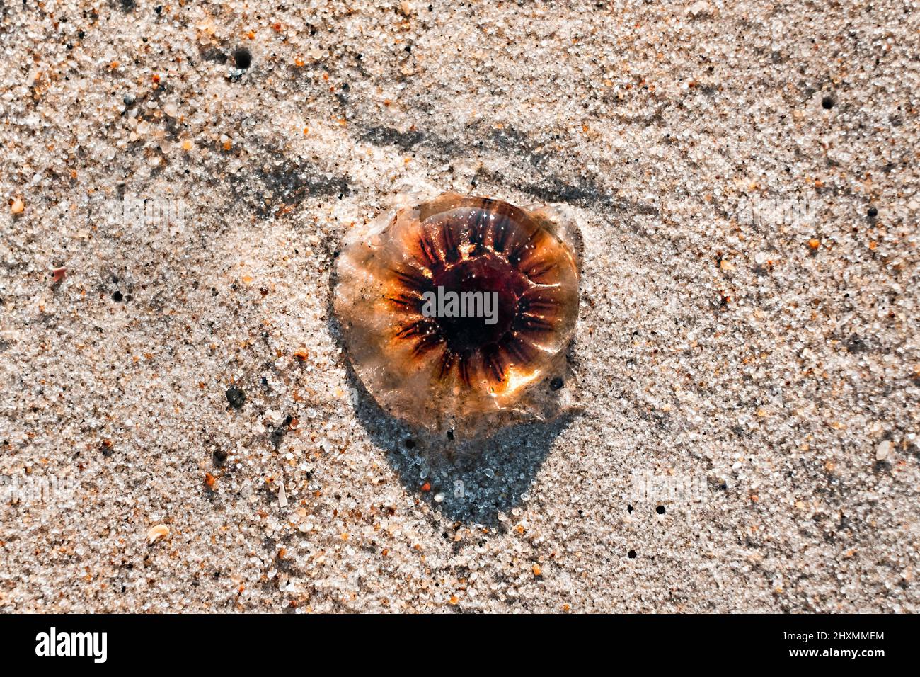 A beautiful translucent red jelly fish washed up on a sandy beach Stock ...