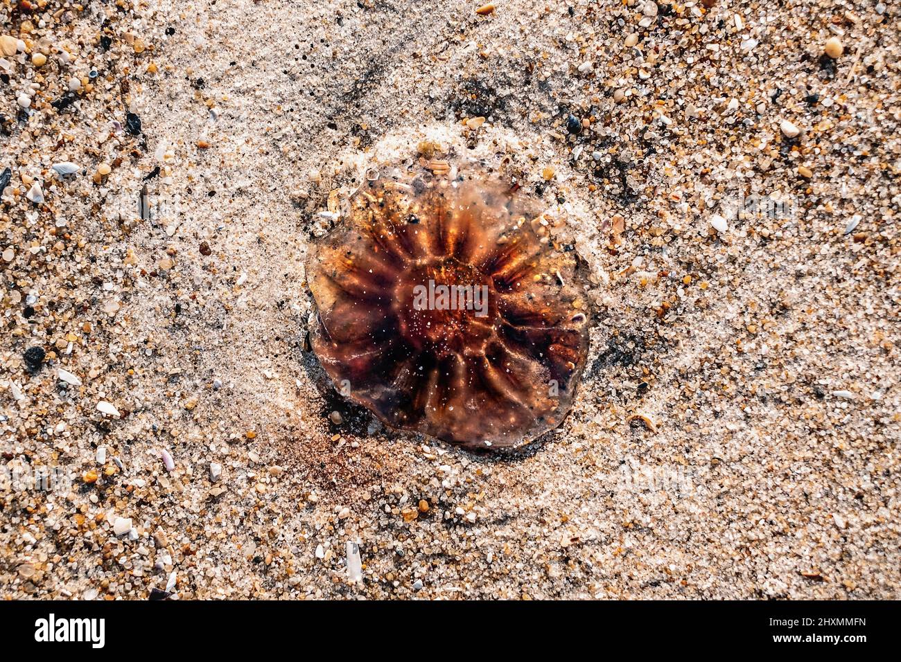 A beautiful translucent red jelly fish washed up on a sandy beach Stock ...