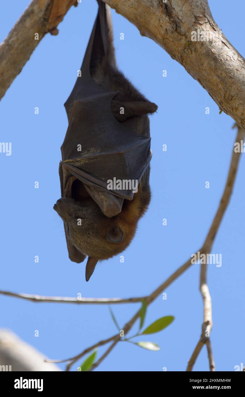 Australian bat species hi-res stock photography and images - Alamy