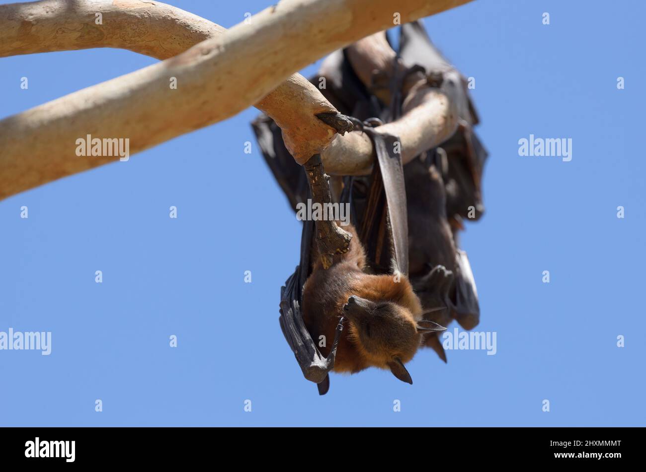 Flying bat close up hi-res stock photography and images - Alamy