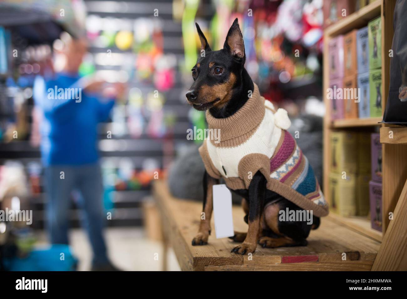 Russian salon dog hi-res stock photography and images - Alamy