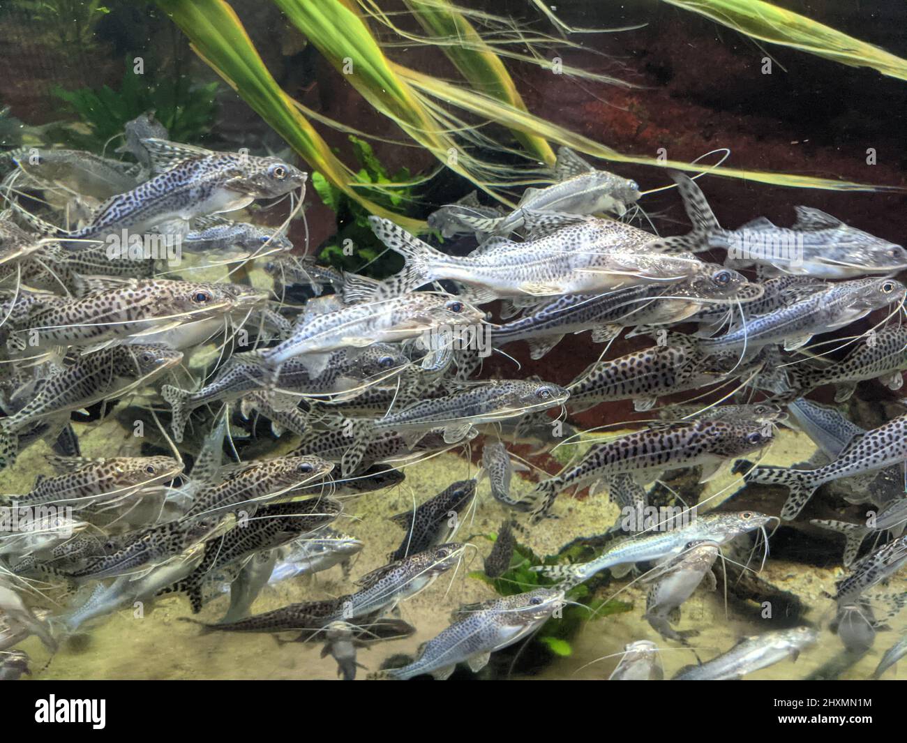 Various Fish Inside of Aquarium Stock Photo - Alamy