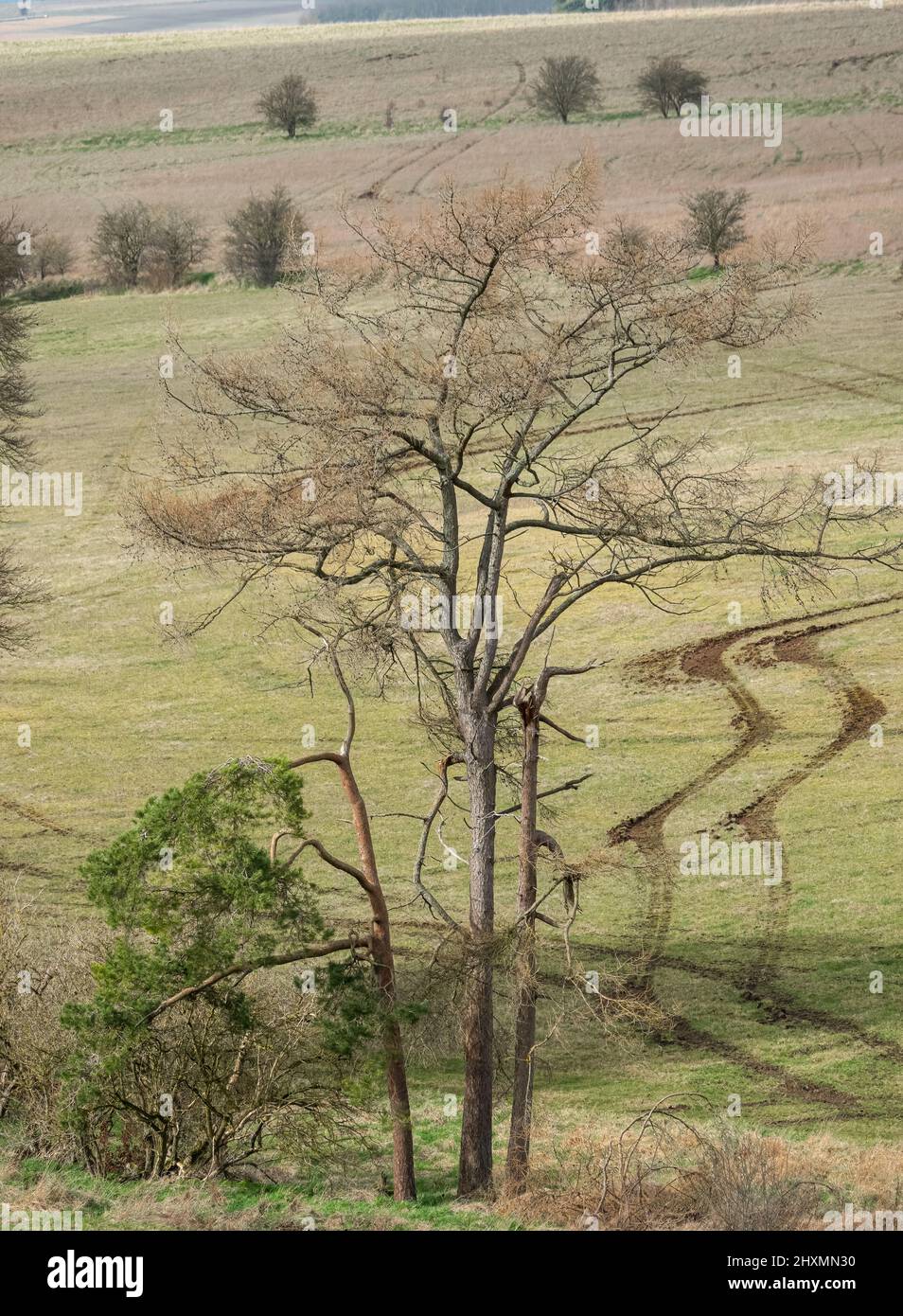 Tall winter trees hi-res stock photography and images - Alamy