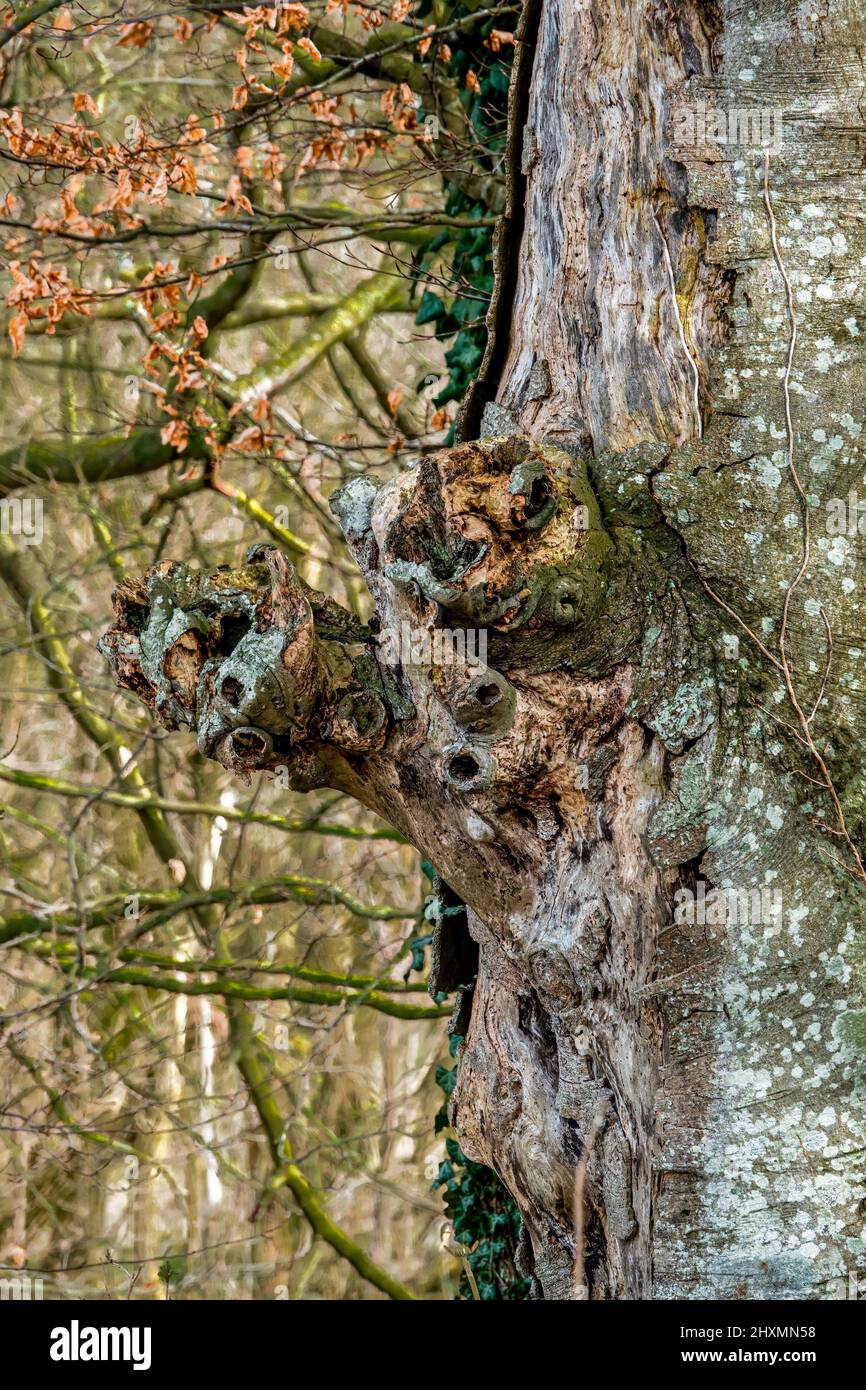 a protruding patterned round tree burr burl Stock Photo - Alamy