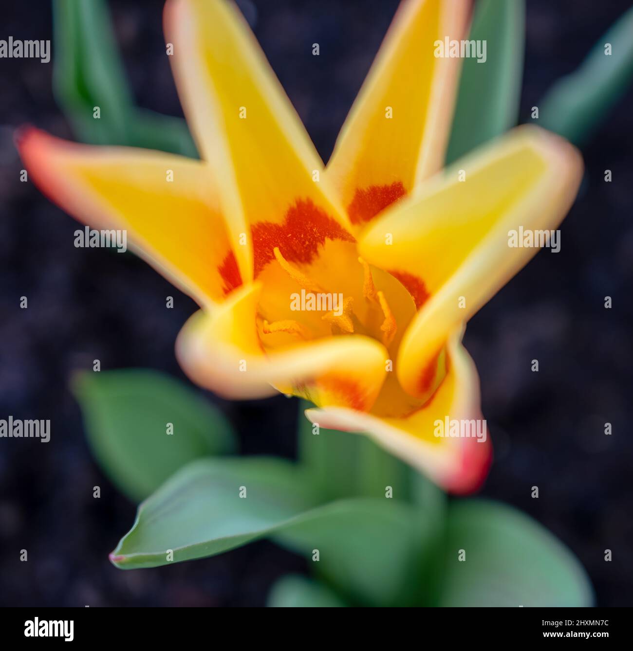 a yellow (with red flashes) Tulip clusiana Chrysantha showing the first ...