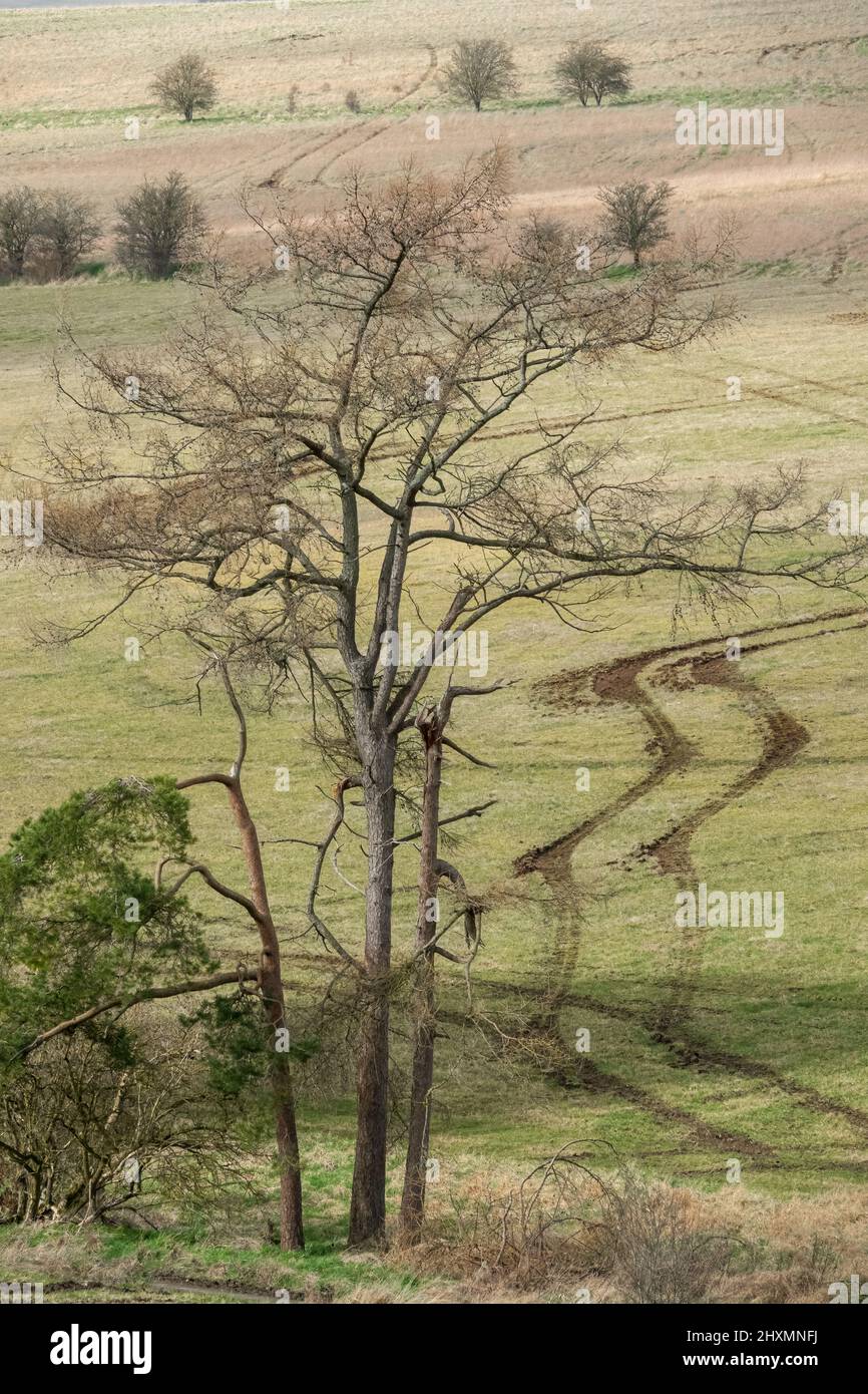 tall winter trees with zig-zag tank tranks in the open fields as ...
