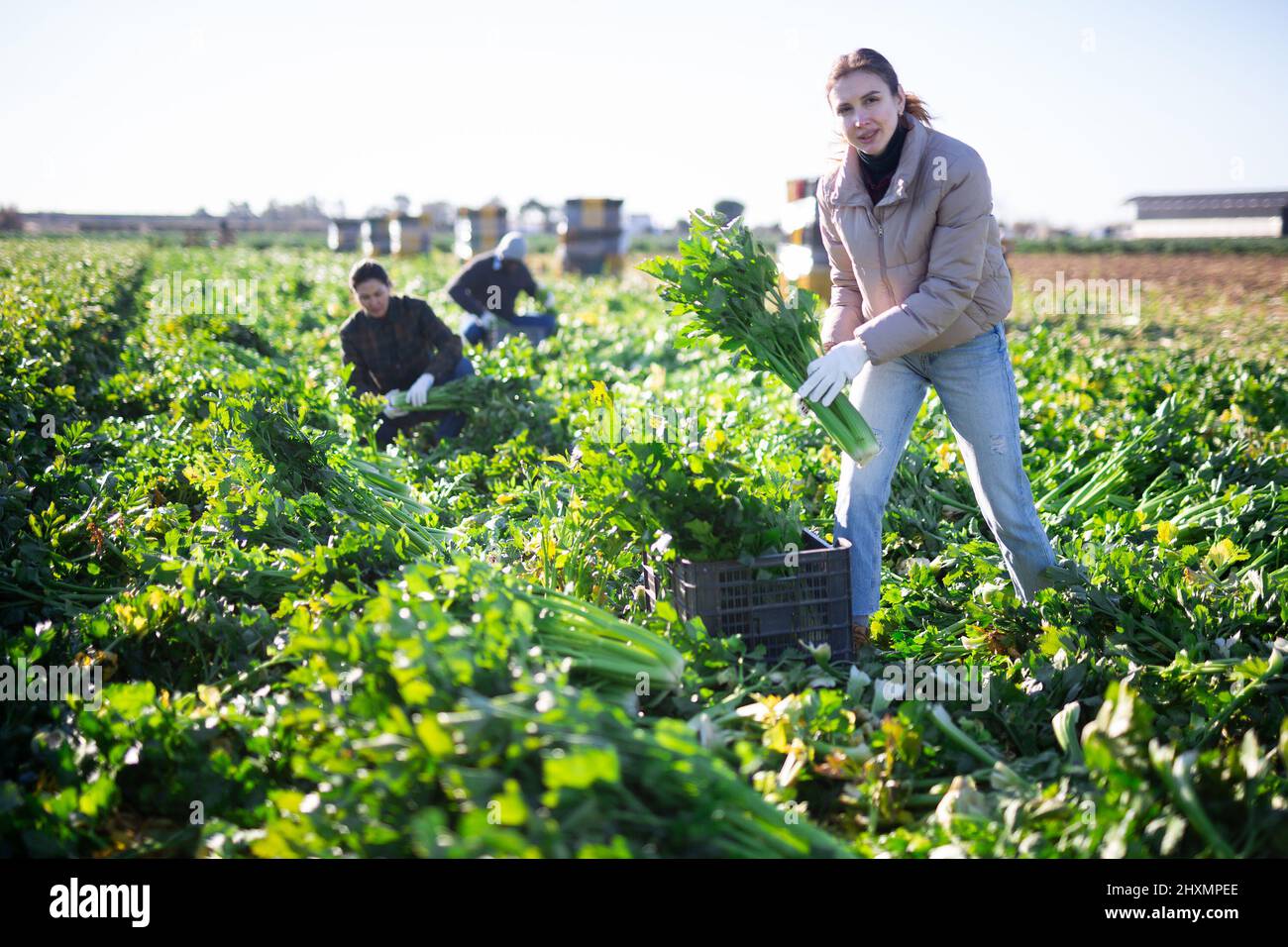 Woman with team of farm workers arranging crop of ripe celery in boxes ...