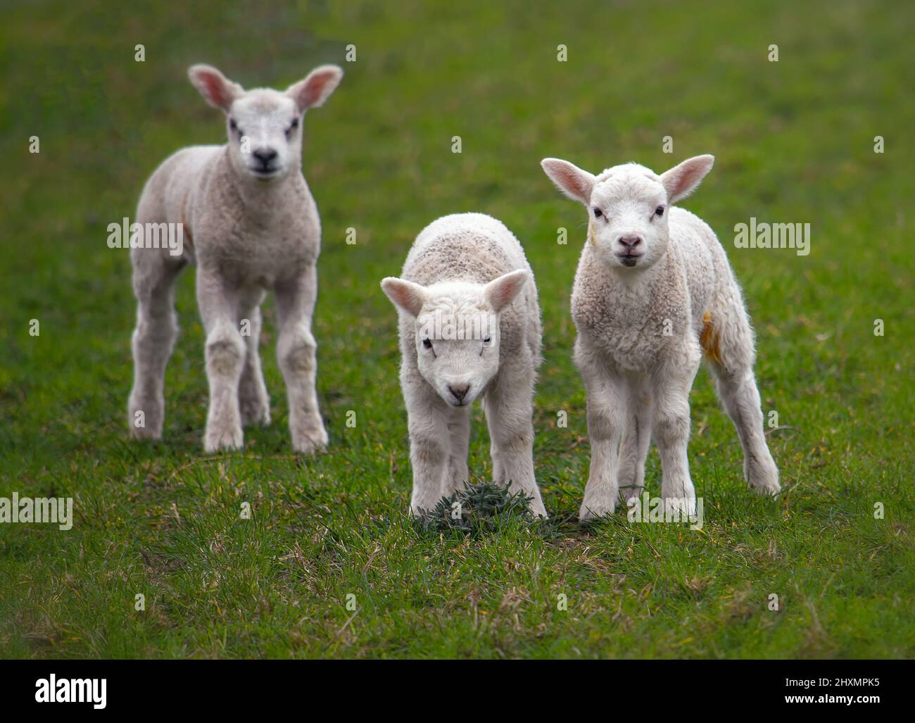 Three cute baby lambs on the green spring meadow Stock Photo - Alamy