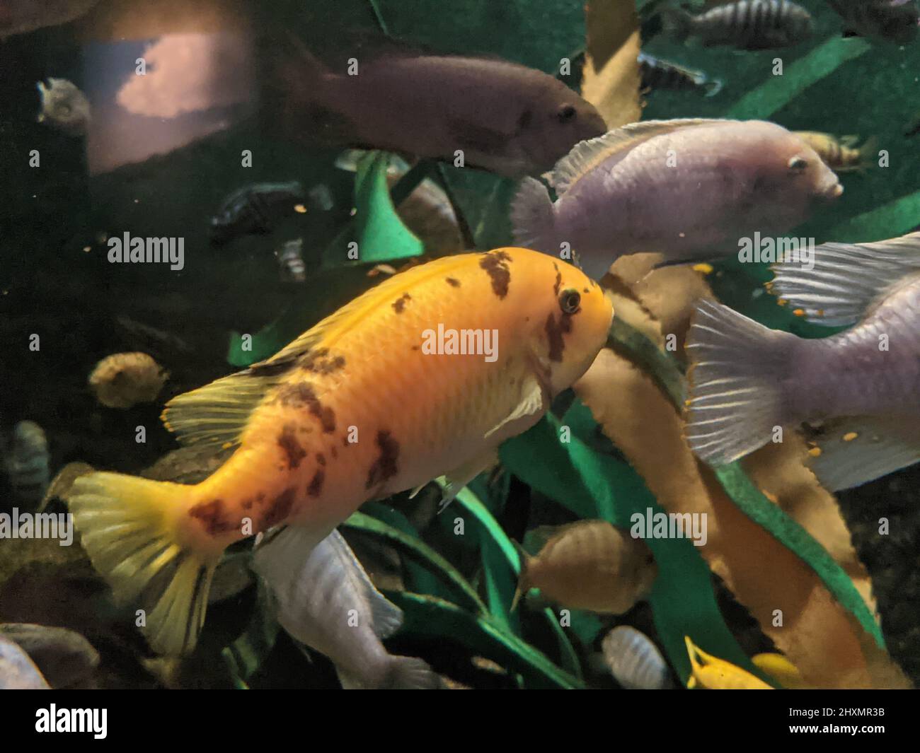 Gorgeous Orange Fish Inside of Aquarium Stock Photo - Alamy