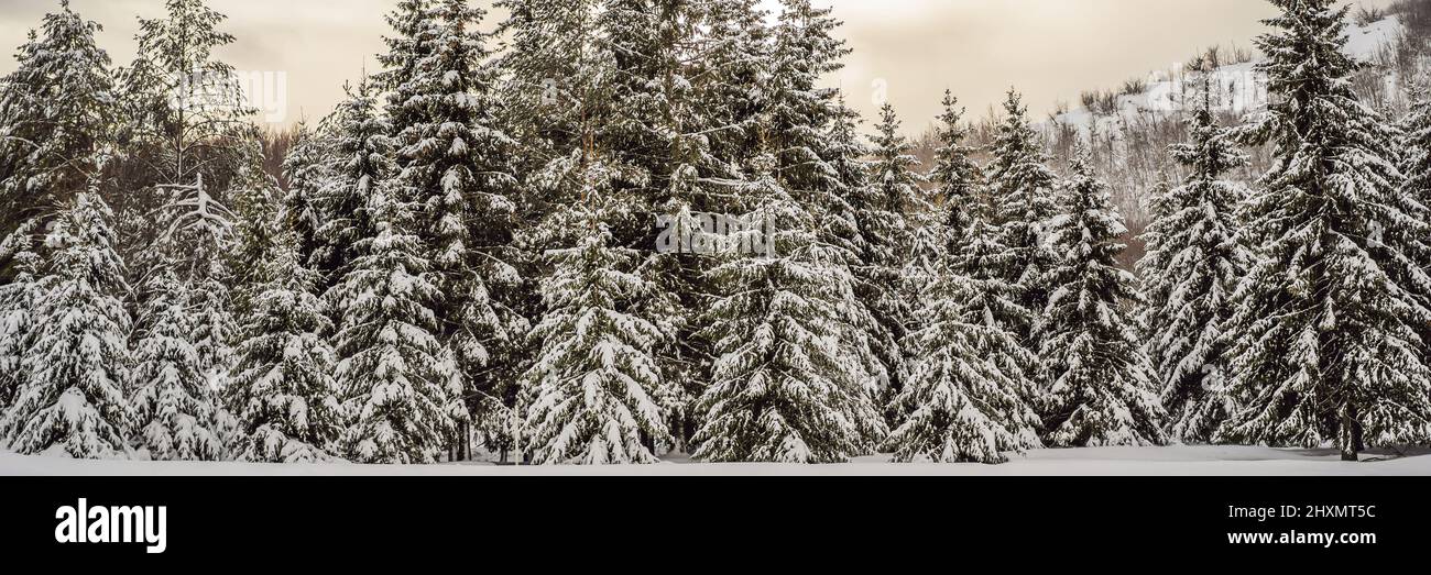 BANNER, LONG FORMAT Splendid scenery in winter. Fantastic frosty ...