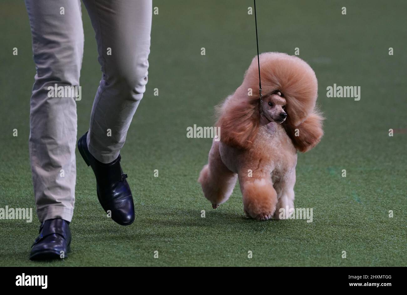 What Dogs Are In The Utility Group