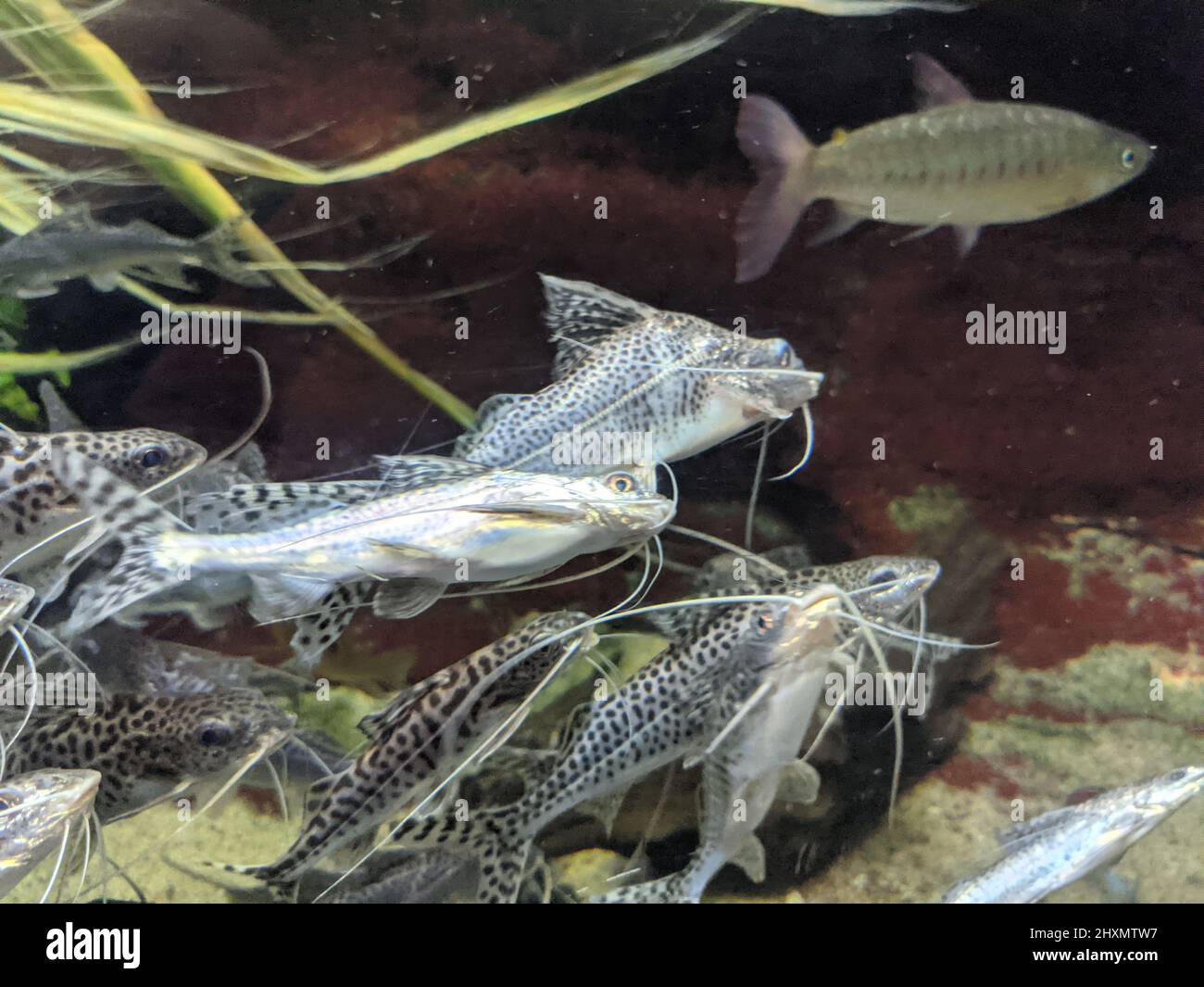 Various Fish Inside of Aquarium Stock Photo - Alamy