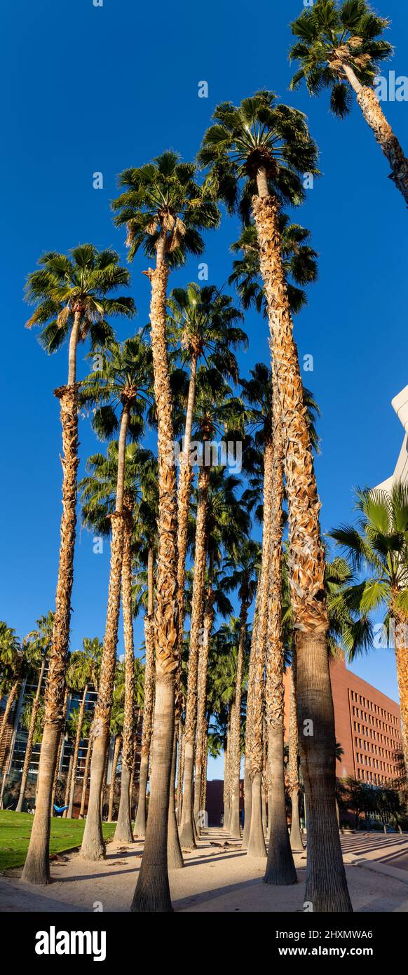 University of arizona tucson campus hi-res stock photography and images ...