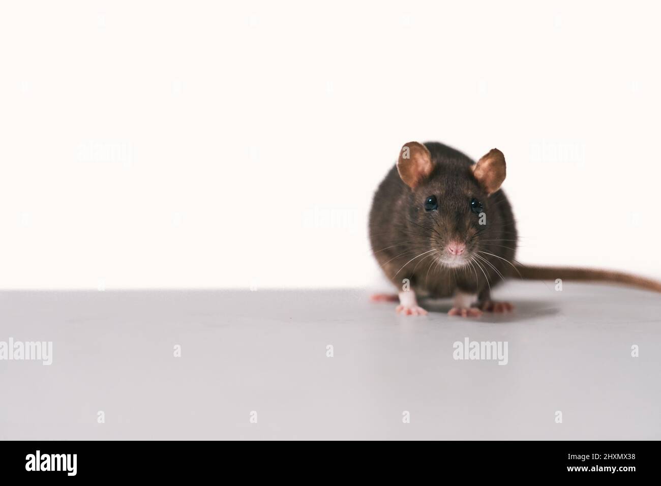 Brown domestic rat looking at camera with white background Stock Photo ...