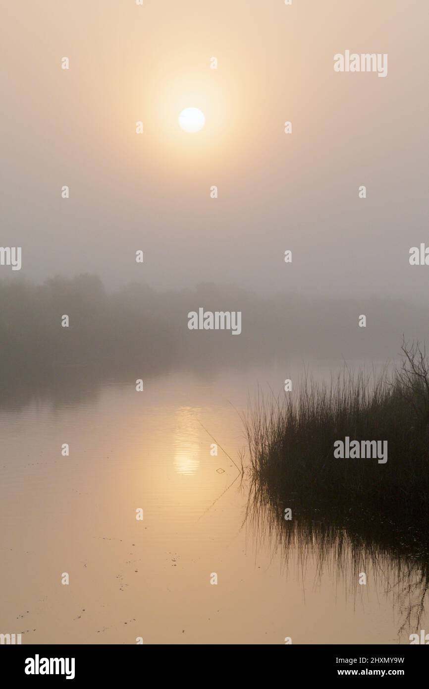 Misty morning at tidal marsh, Galveston, Texas, USA Stock Photo - Alamy