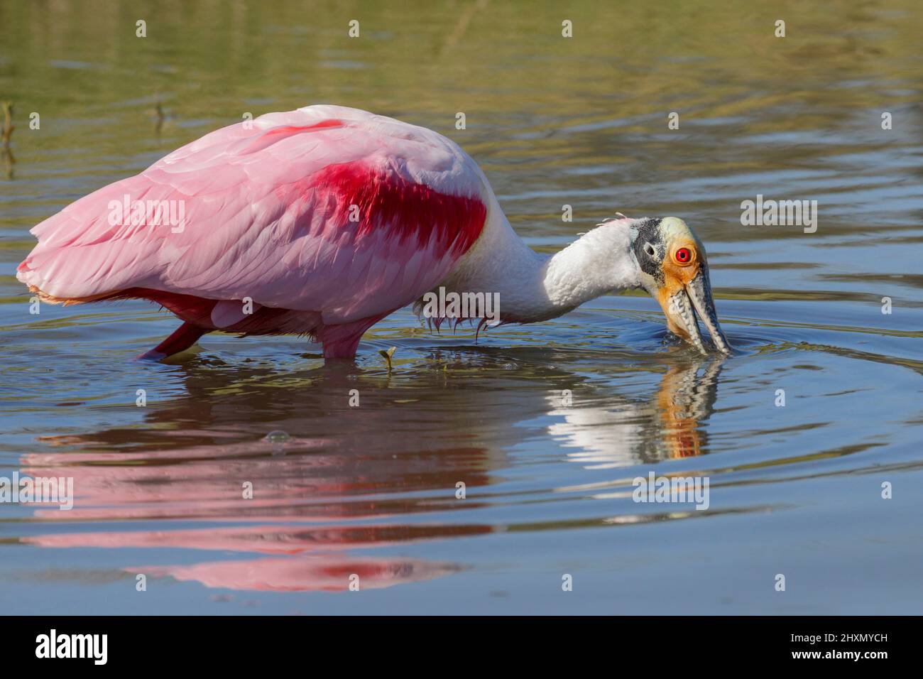 Roseate spoonbill (Platalea ajaja) feeding in a lake, Alvin, Texas, USA ...