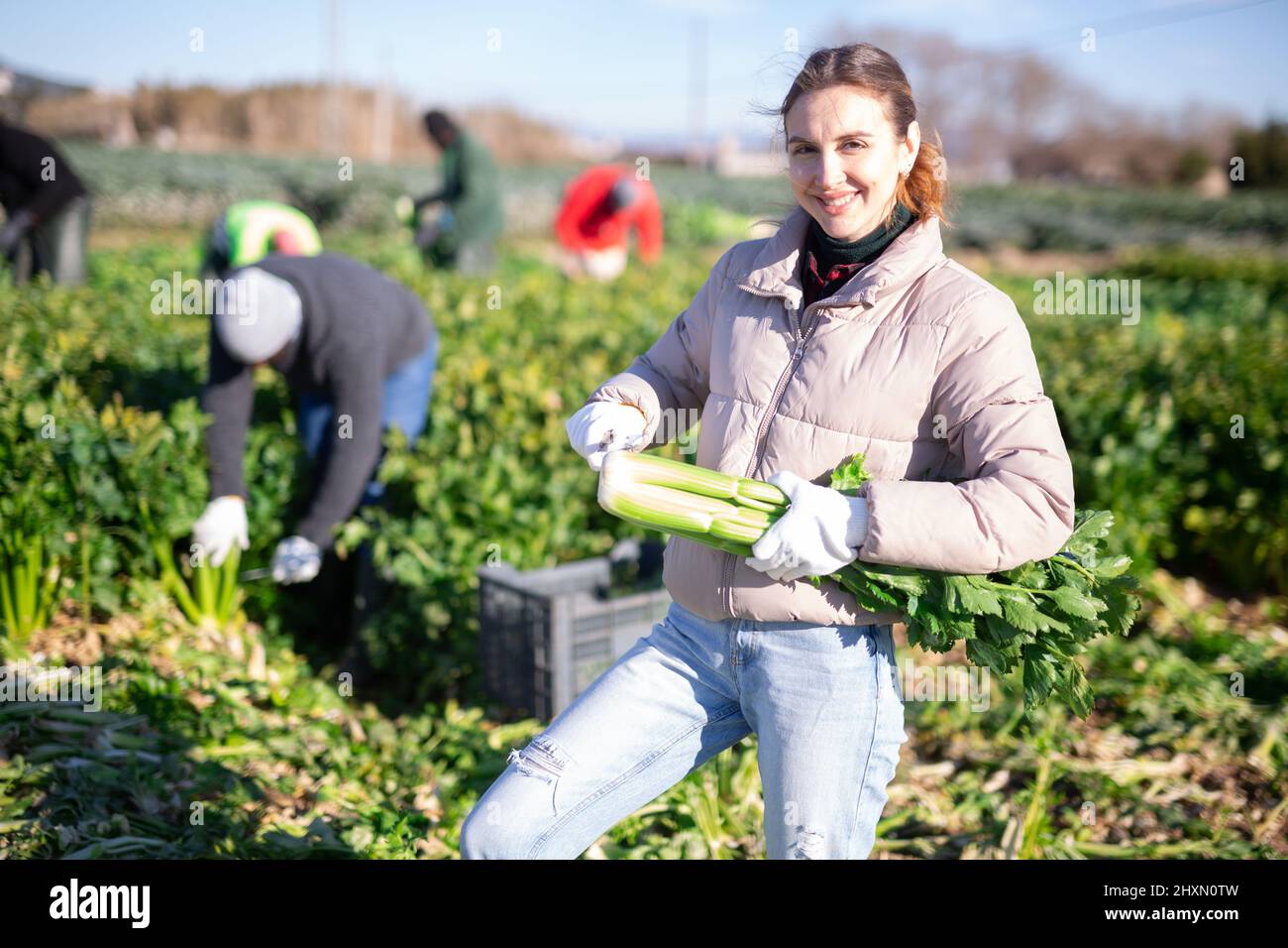Successful young female vegetable grower harvesting celery on farm ...