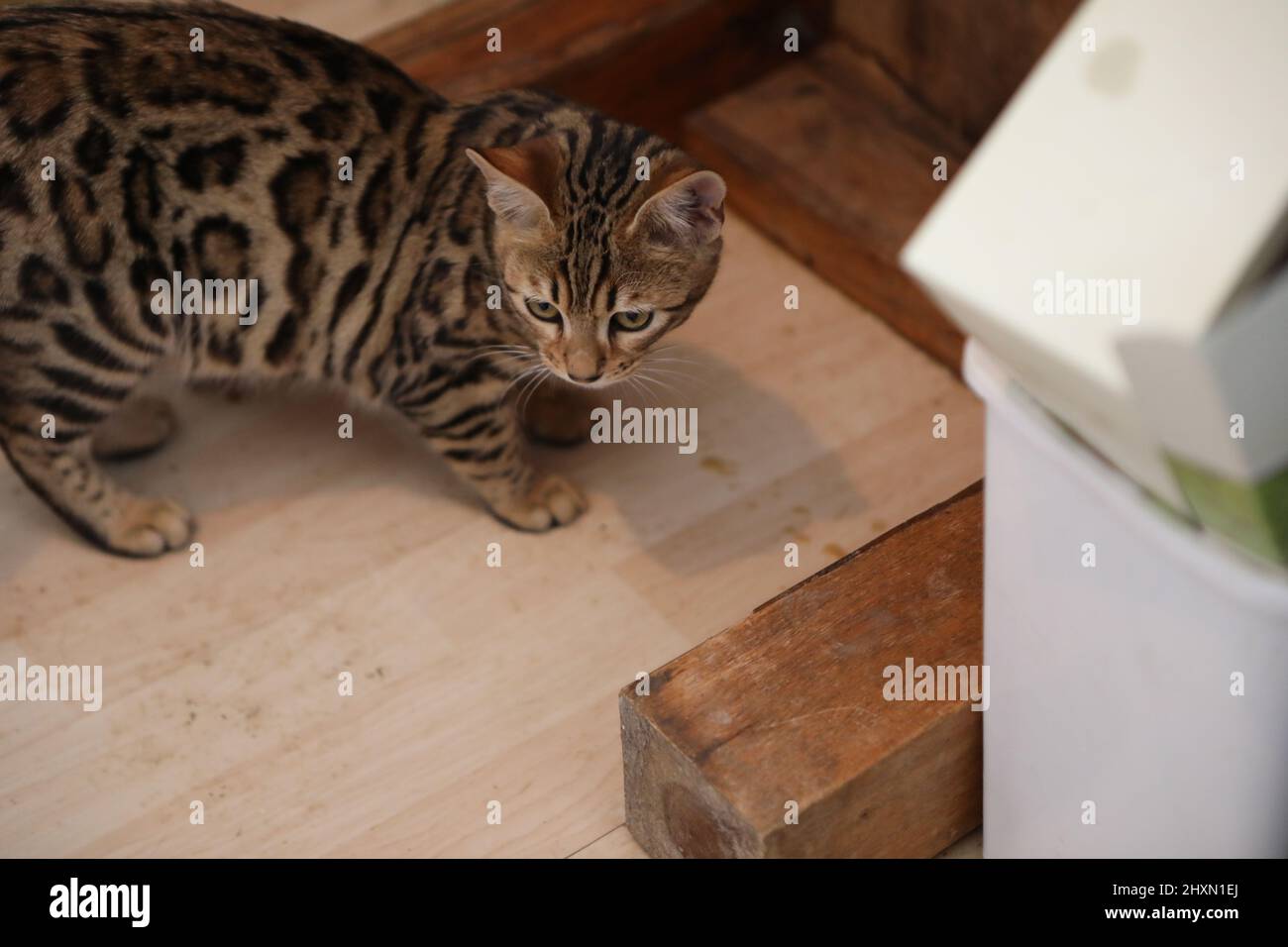 Little cute bengal kitten sleeping on a soft cat's shelf of a cat's ...