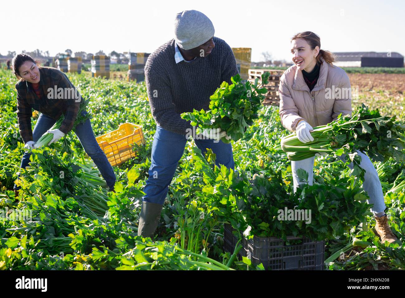 Farm workers picking leafy hi-res stock photography and images - Alamy
