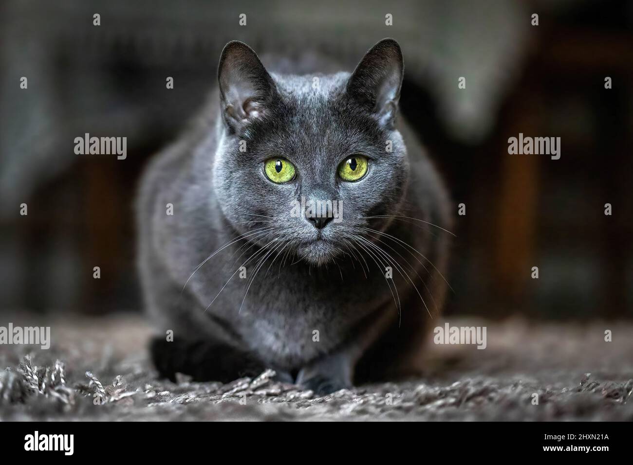 Adorable Russian Blue purebreed cat laying on carpet close up Stock ...