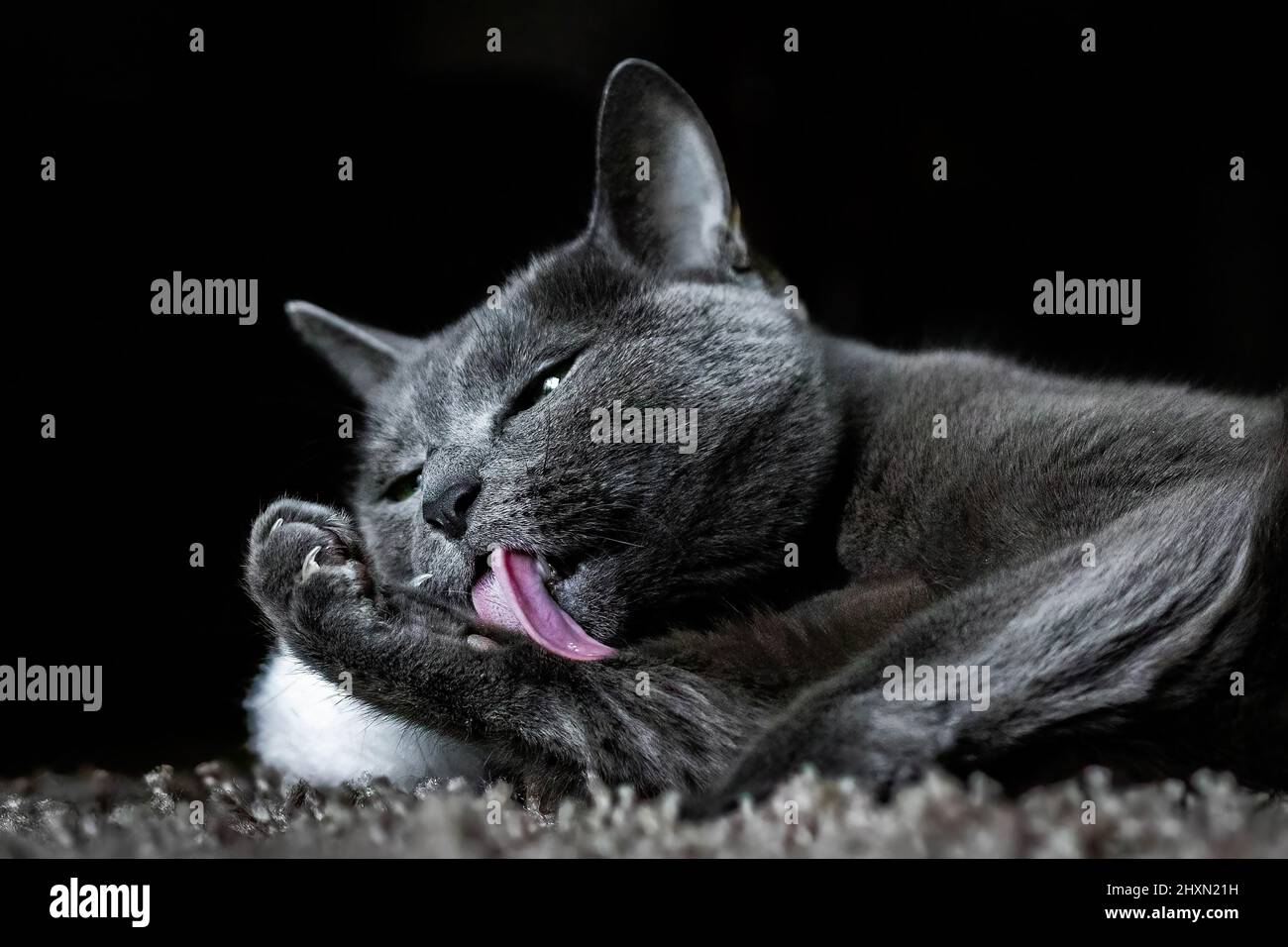 Cute russian blue purebreed cat grooming itself on carpet close up ...