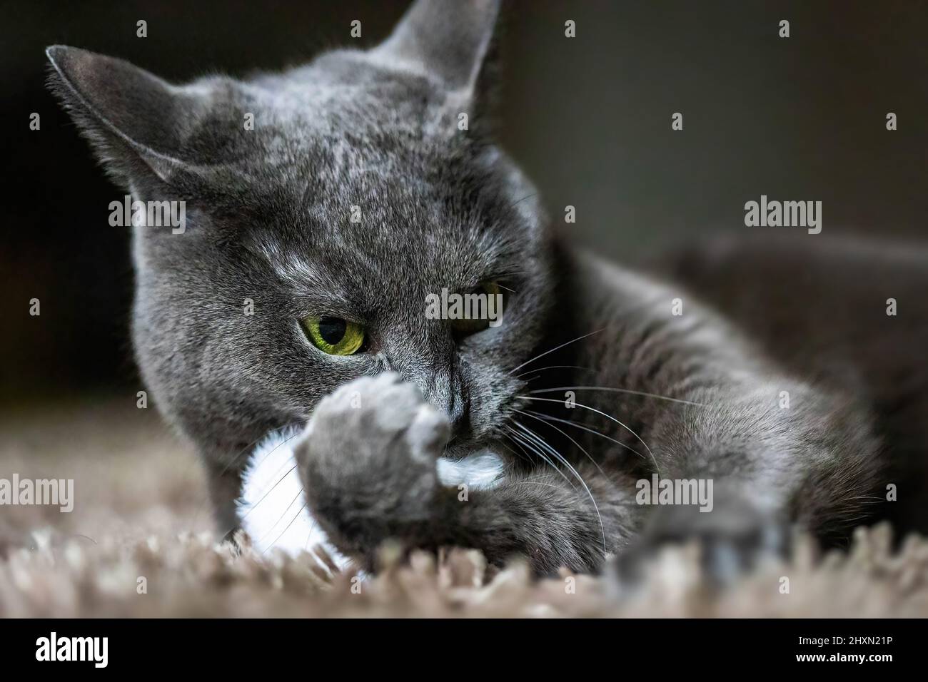 Cute russian blue purebreed cat grooming itself on carpet close up ...