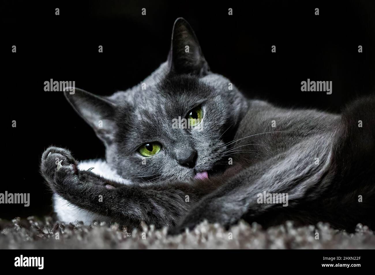 Cute russian blue purebreed cat grooming itself on carpet close up ...