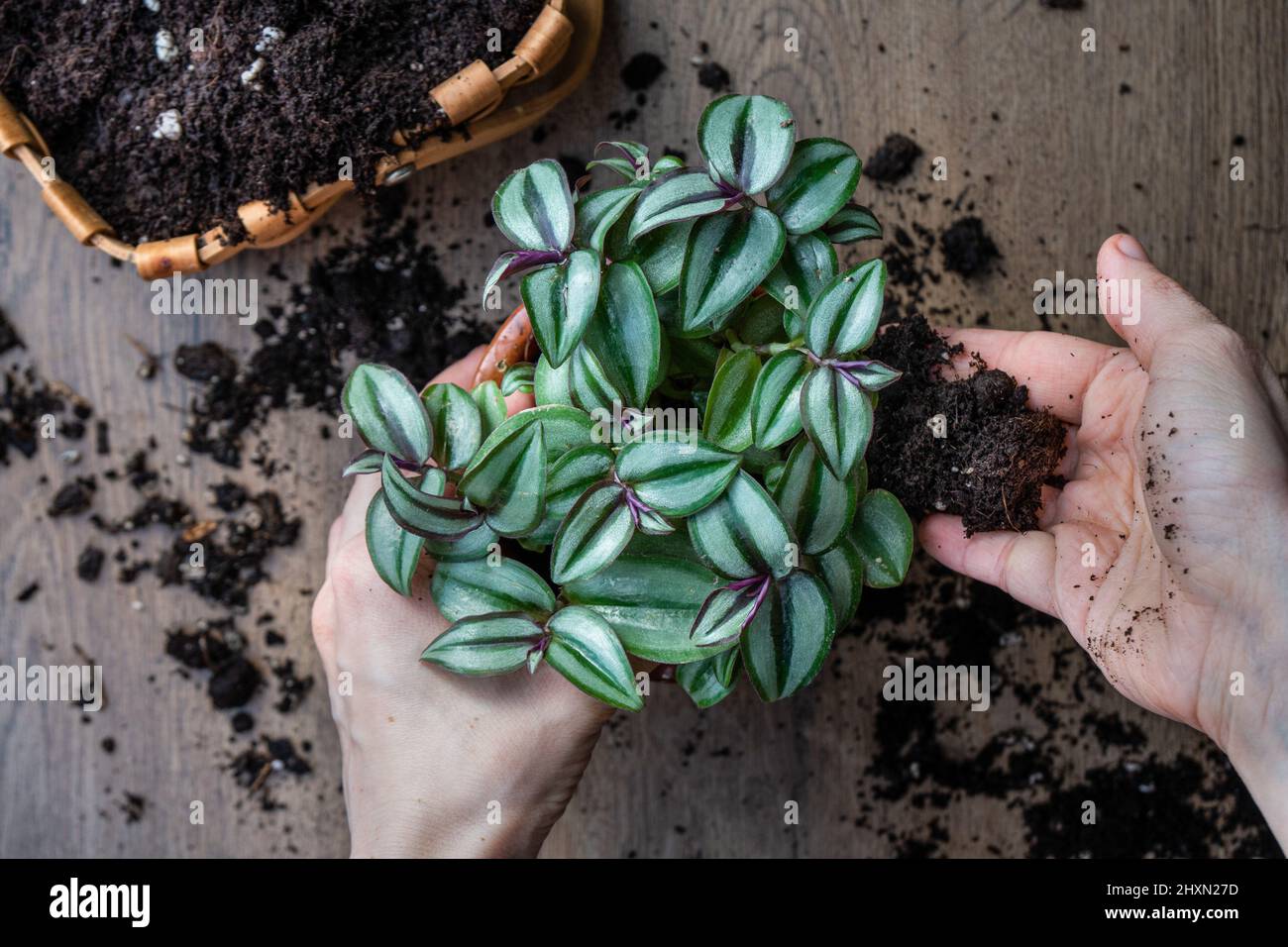 Transcendia Zebrina being repotted Stock Photo - Alamy