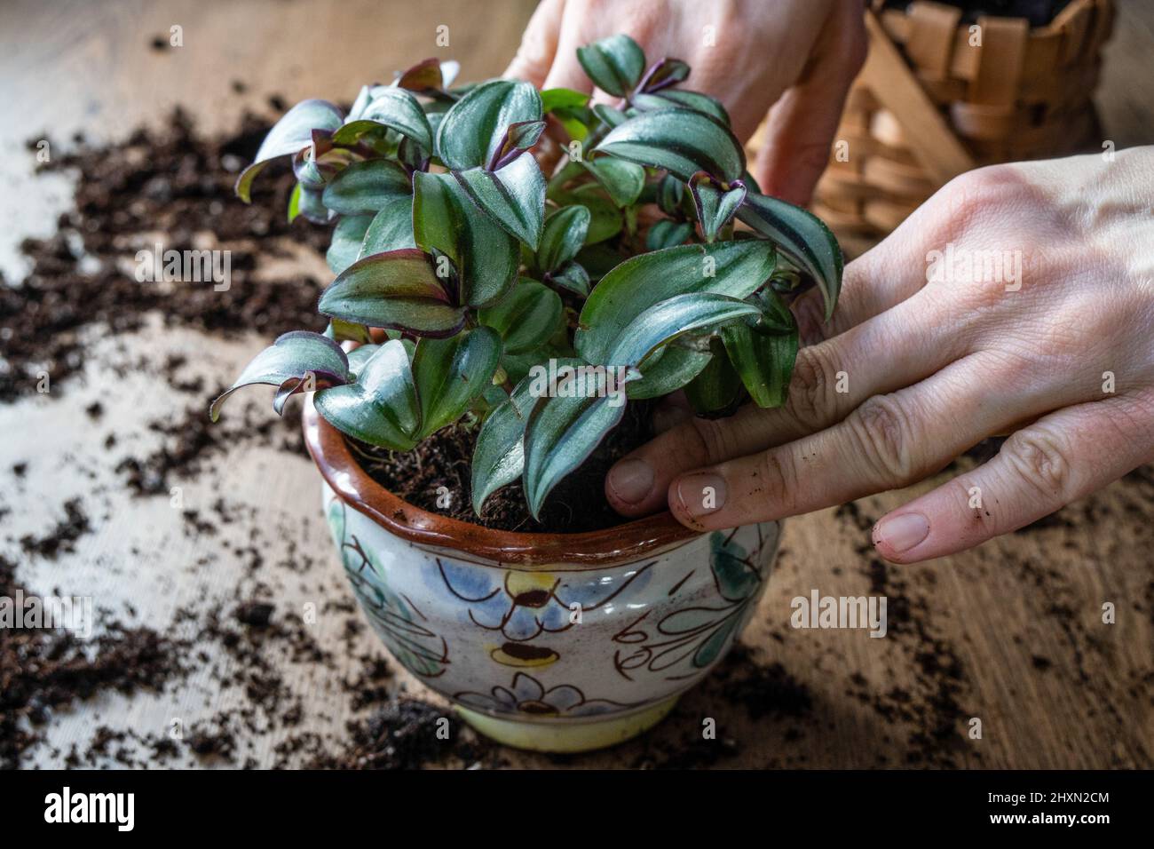 Transcendia zebrina hi-res stock photography and images - Alamy