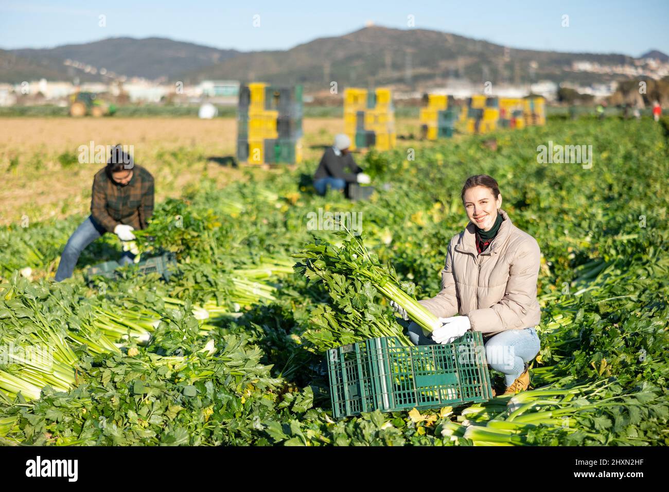 Successful young female vegetable grower harvesting celery on farm ...